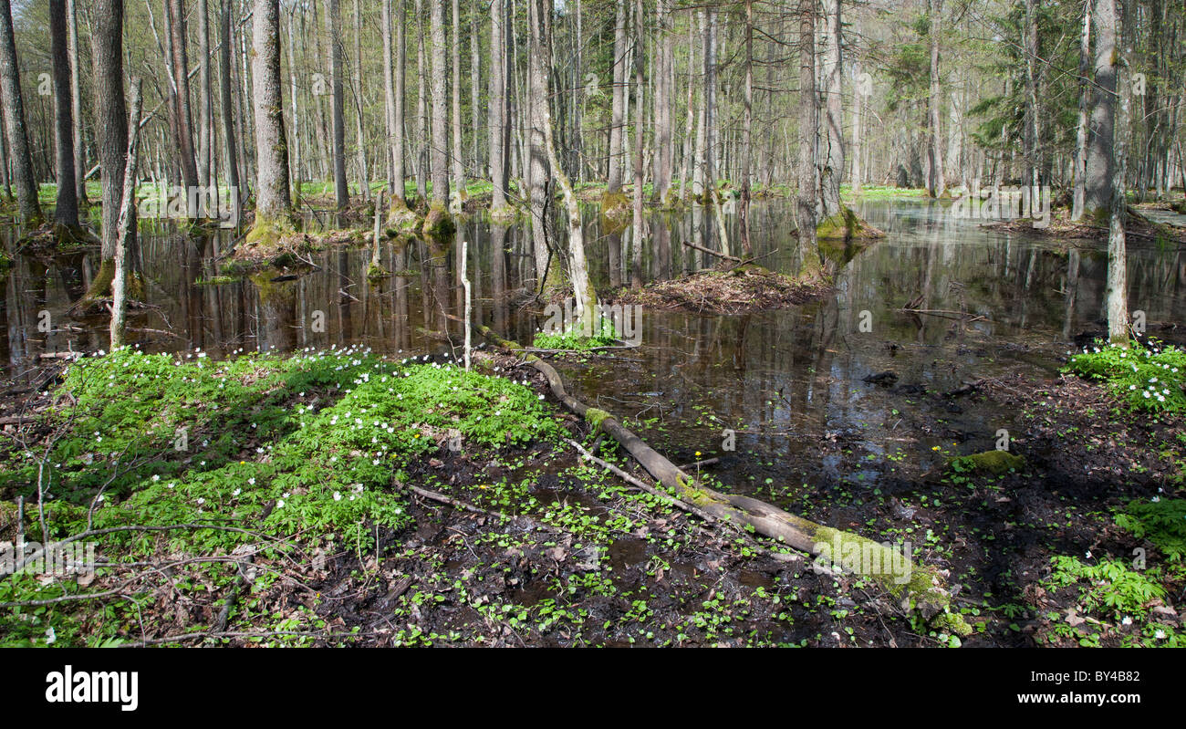 Alder carr forest hi-res stock photography and images - Alamy