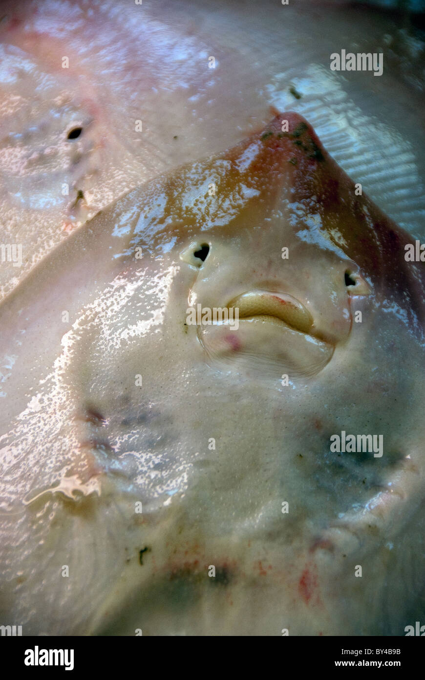 Underside of the semi-transparent Thornback ray on sale in the fish ...