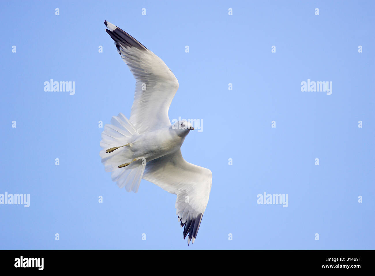 Common Gull in flight in winter plumage Stock Photo - Alamy