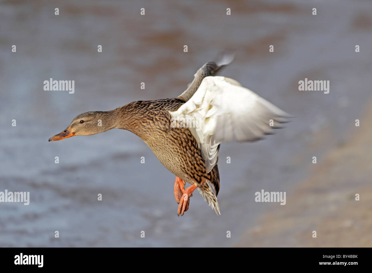 Female Mallard in flight Stock Photo - Alamy