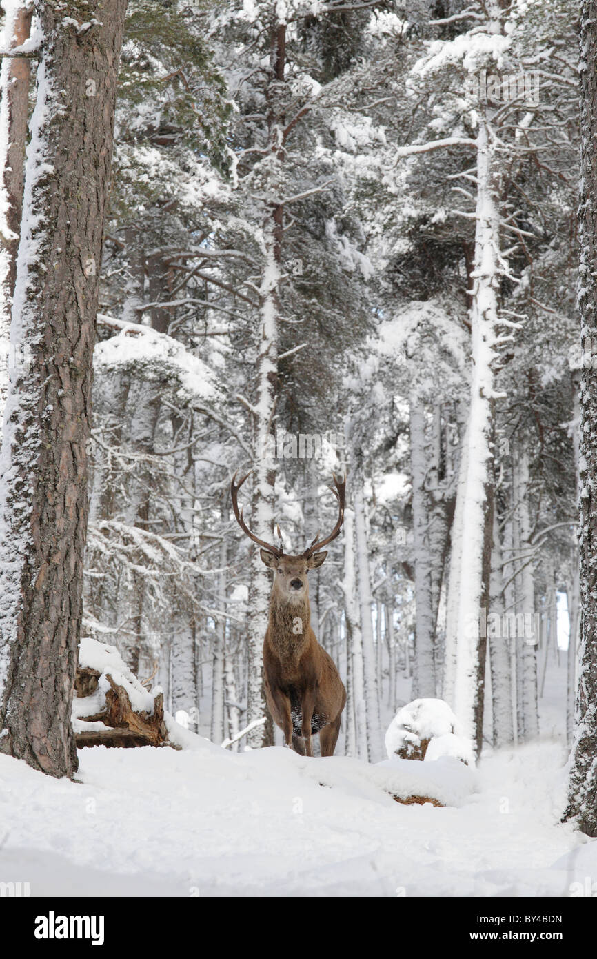 Red deer stag snow hi-res stock photography and images - Alamy