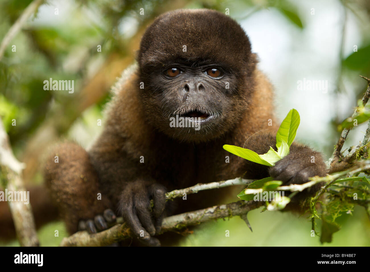 Chorongo Monkey Eating Looking Straight Into The Camera Ecuadorian ...