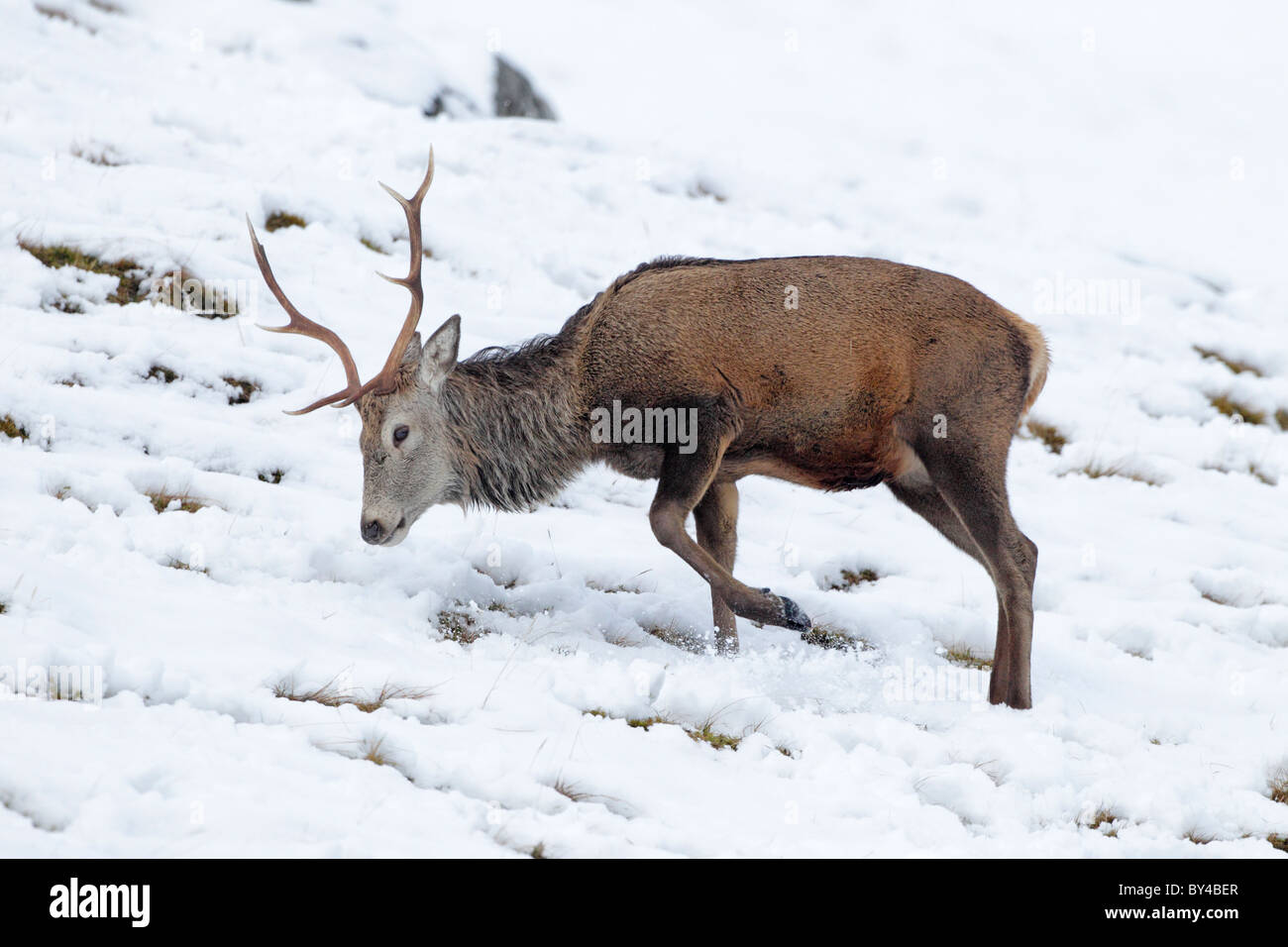 Scottish red deer stag in snow hi-res stock photography and images - Alamy