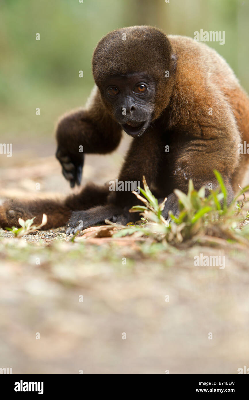 Chorongo Monkey With Broken Arms Shoot In The Wild In Ecuadorian ...
