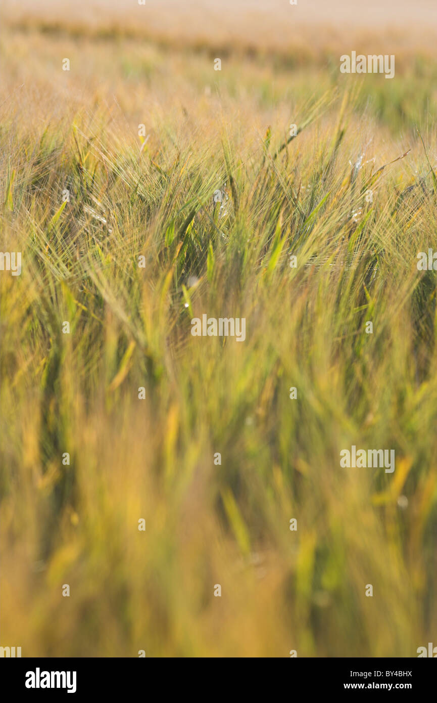 Barley corn hi-res stock photography and images - Alamy