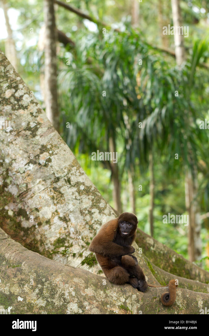 Scene From Ecuadorian Jungle Chorongo Monkey Against A Huge Matapalo ...