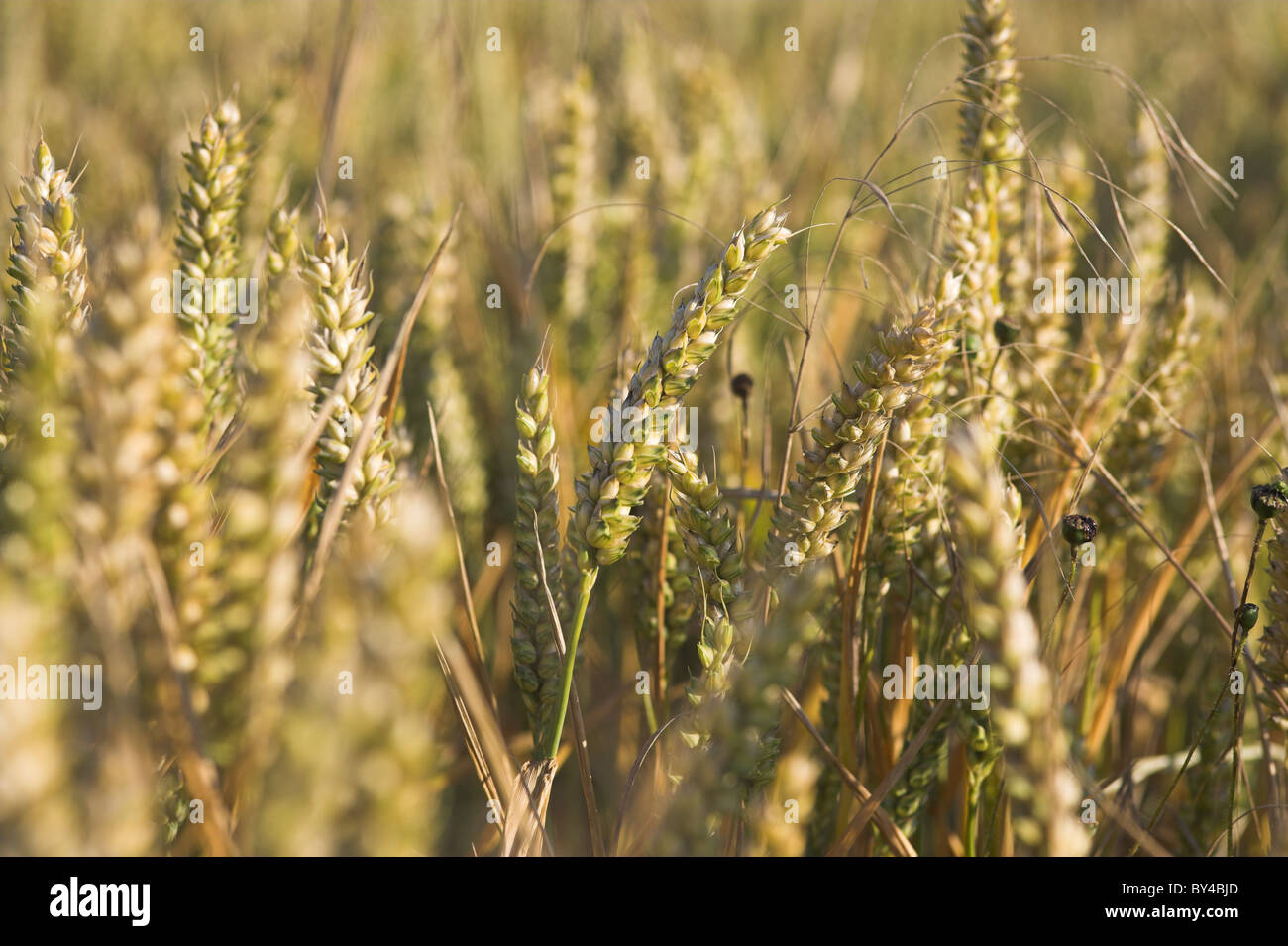 Ears if wheat hi-res stock photography and images - Alamy