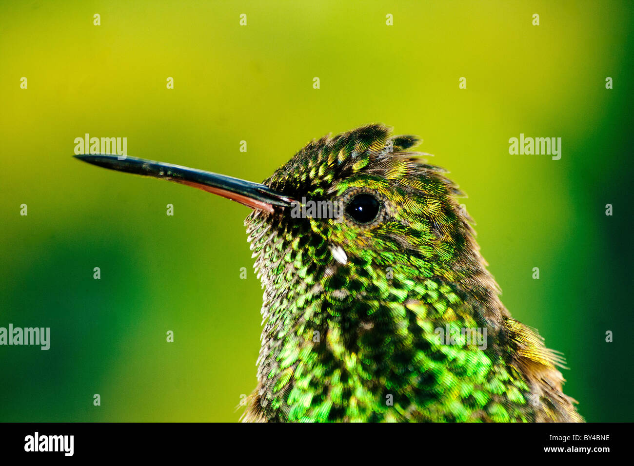 Copper Rumped Hummingbird Stock Photo - Alamy