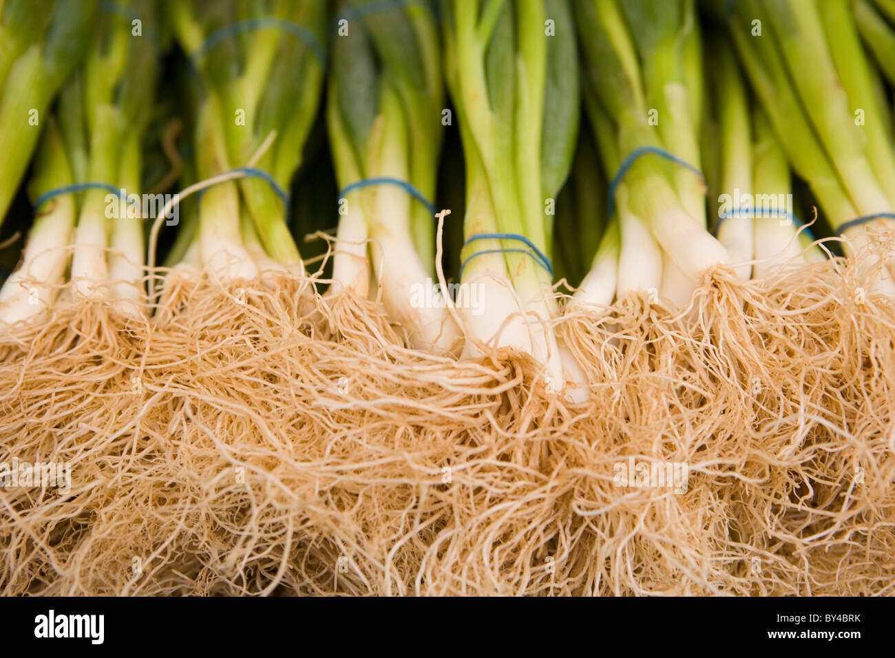 Bunches spring onions hi-res stock photography and images - Alamy