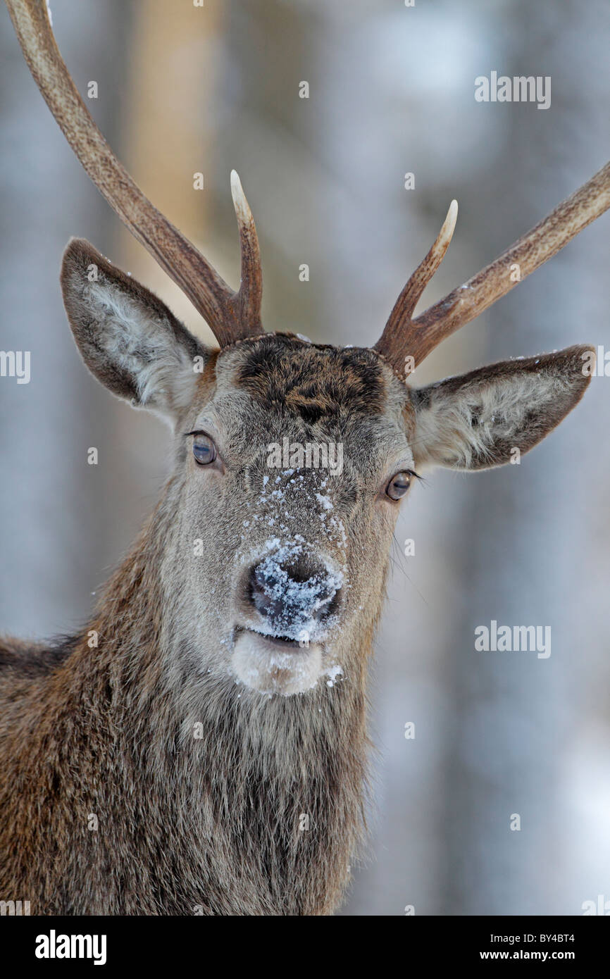 Stag head hi-res stock photography and images - Alamy