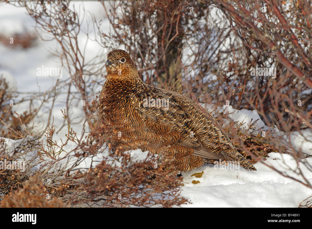 Scottish grouse hi-res stock photography and images - Alamy