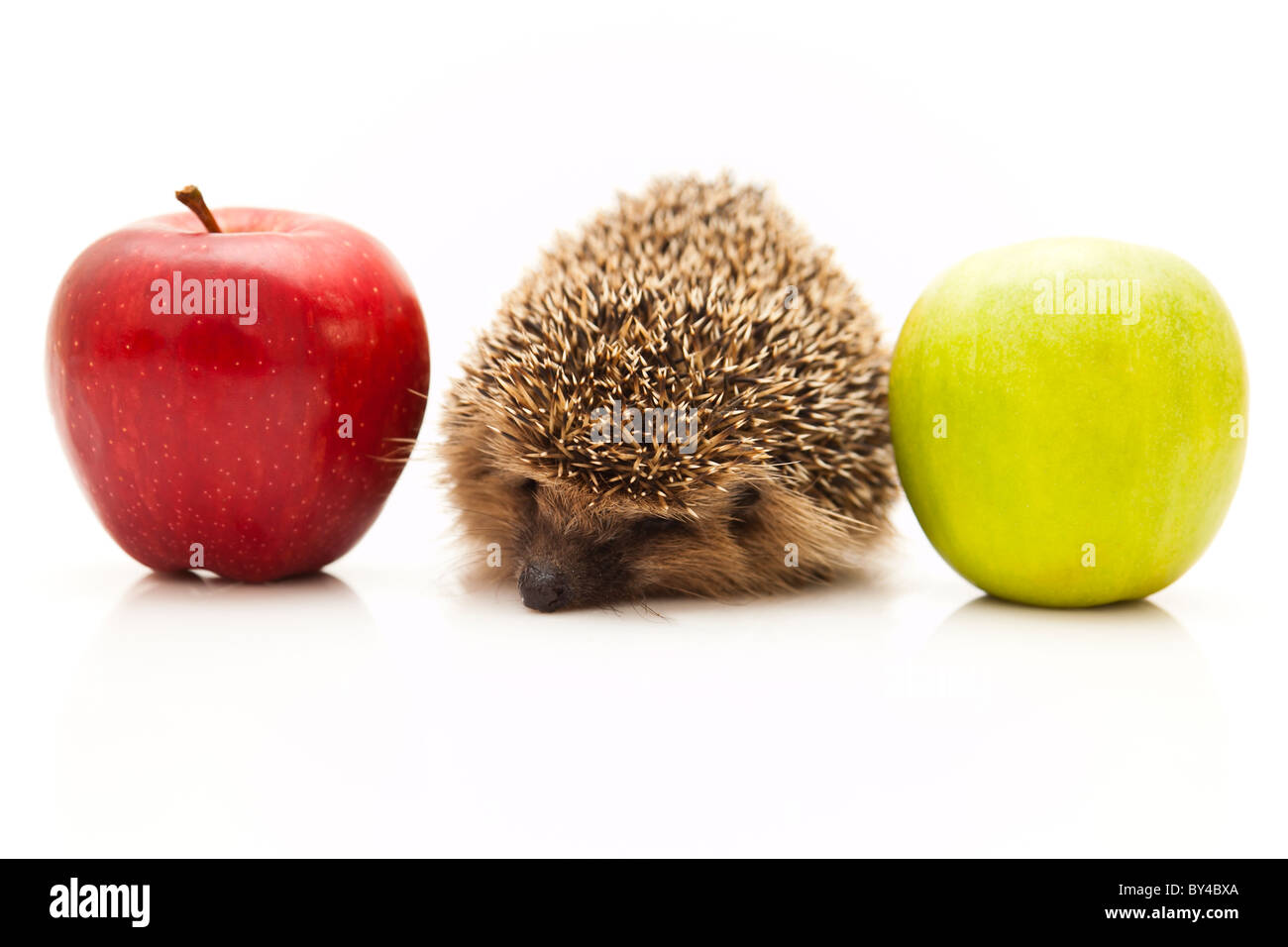 Little hedgehog and apple Stock Photo - Alamy