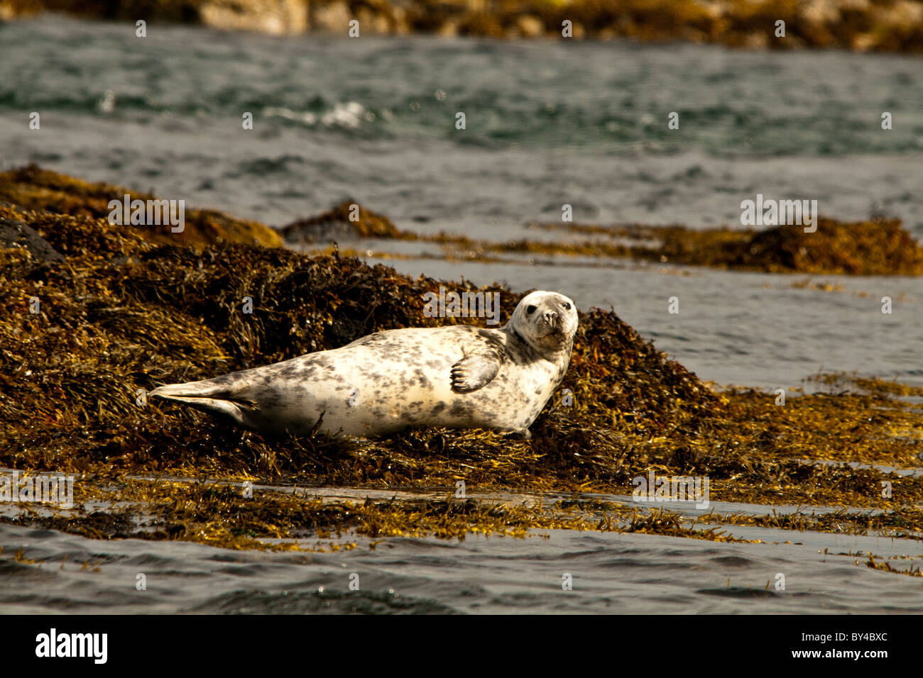 Scottish Grey Seal Basking in the sun Stock Photo - Alamy