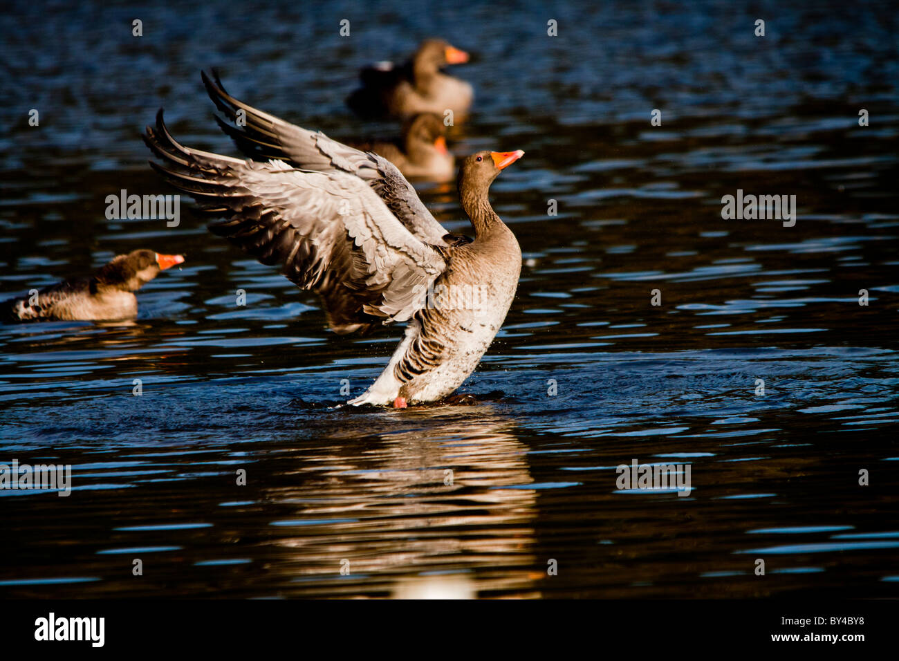 Canadian Goose flapping his wings out of an abandoned lake Stock Photo ...