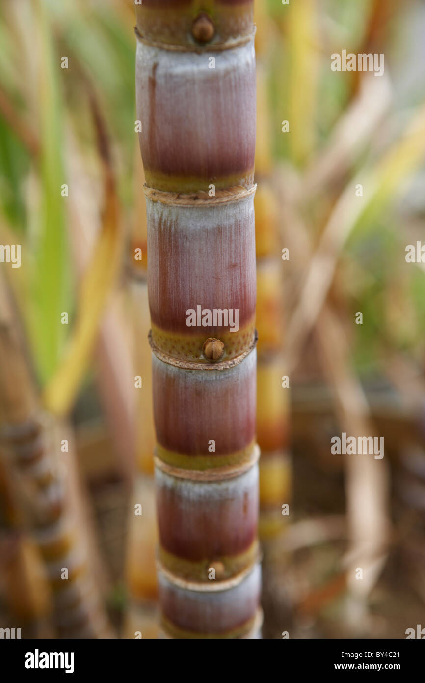 Sugar cane stem crop hi-res stock photography and images - Alamy