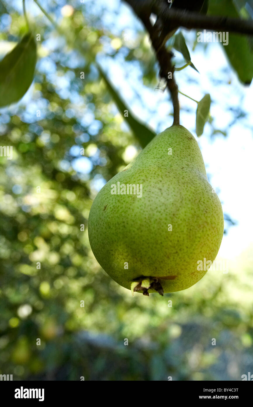 Pear tree gardens hi-res stock photography and images - Alamy