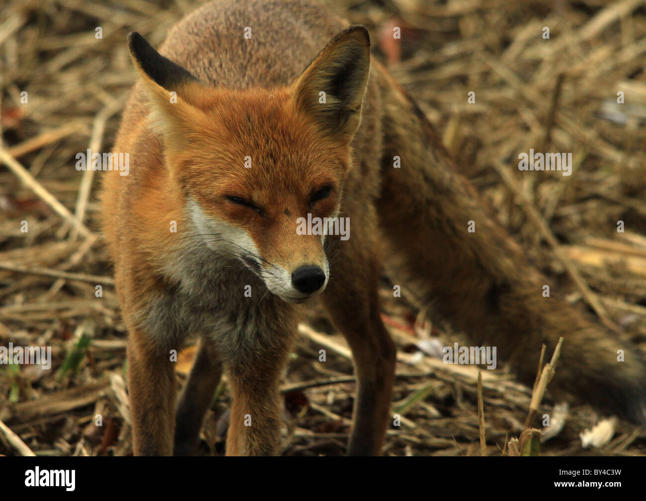 Wild British Red Fox blinking his eyes as he hunts for something to eat ...