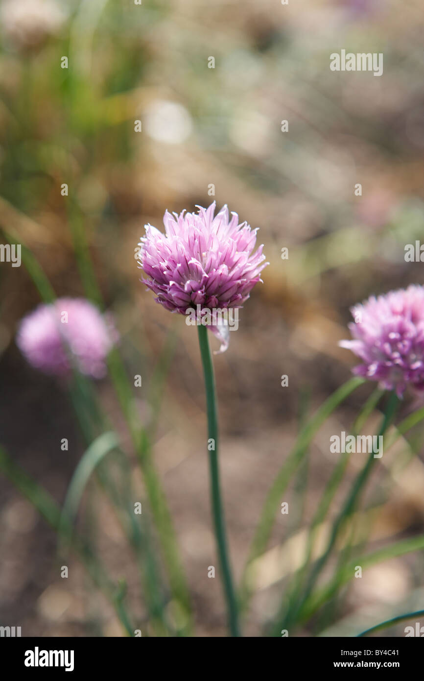 Chive growing hi-res stock photography and images - Alamy