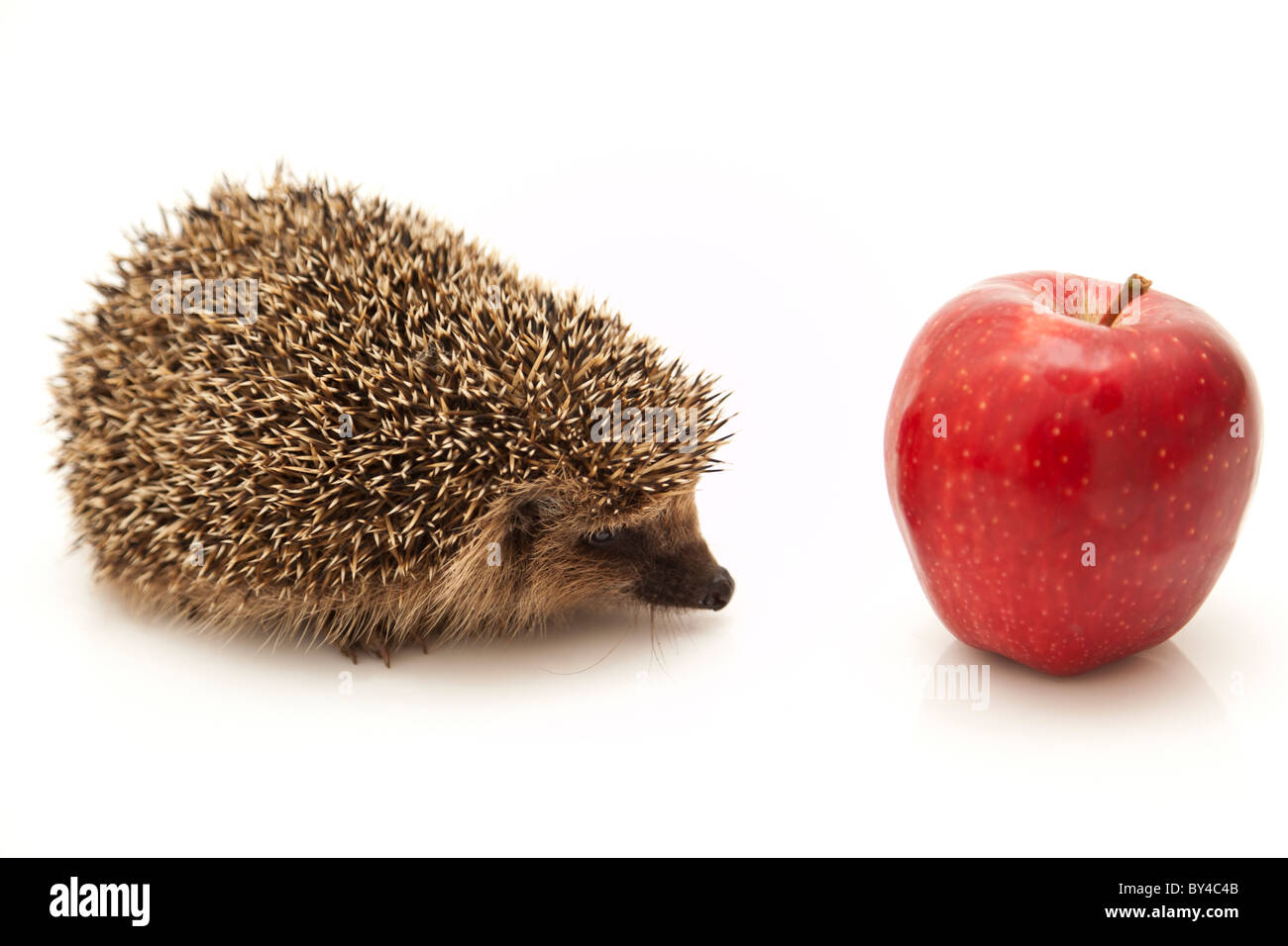 Little hedgehog and apple Stock Photo - Alamy