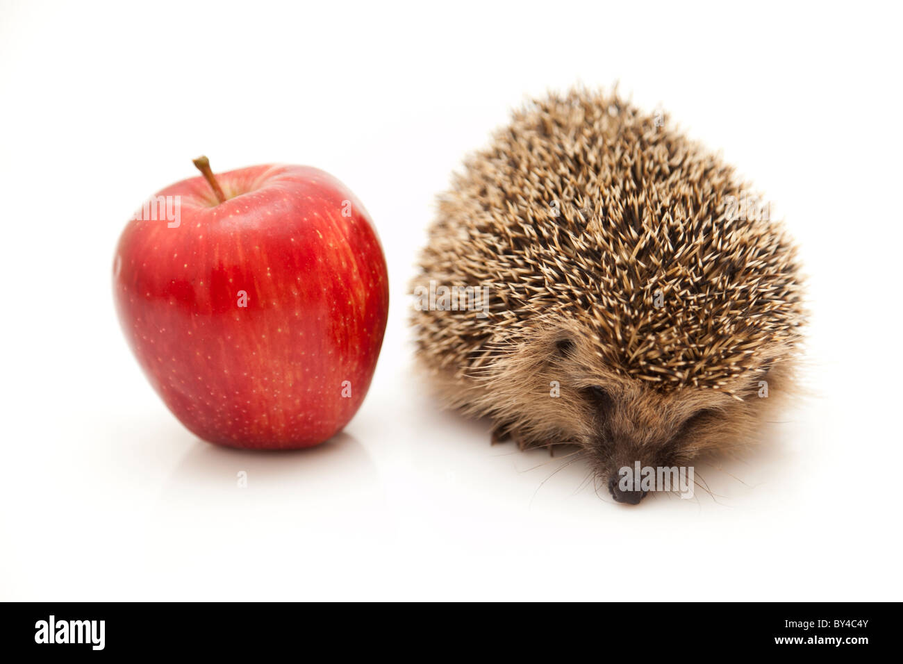 One red small apple Cut Out Stock Images & Pictures - Alamy