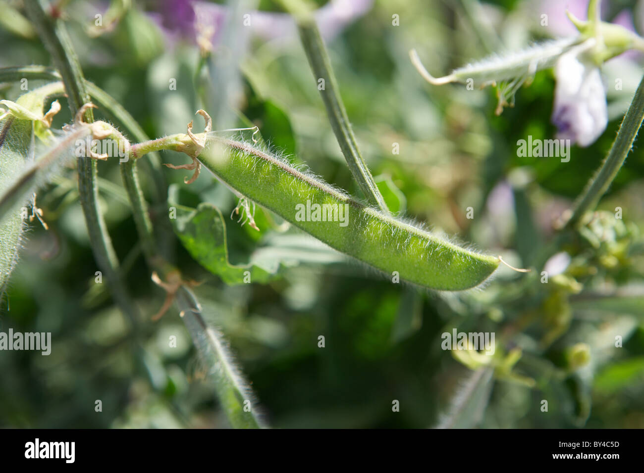 Sweet pea growing not odoratus hi-res stock photography and images - Alamy
