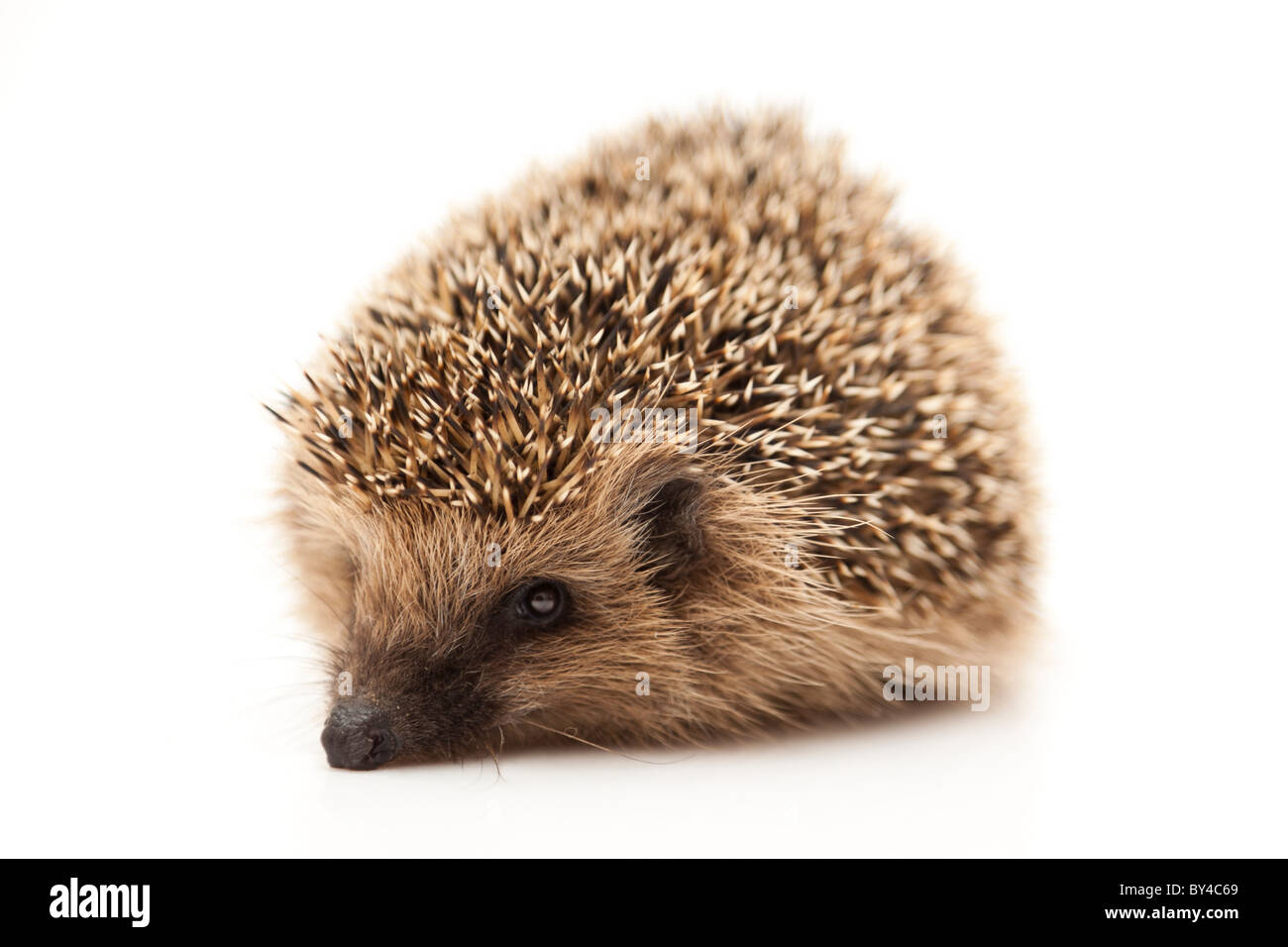 The hedgehog hi-res stock photography and images - Alamy
