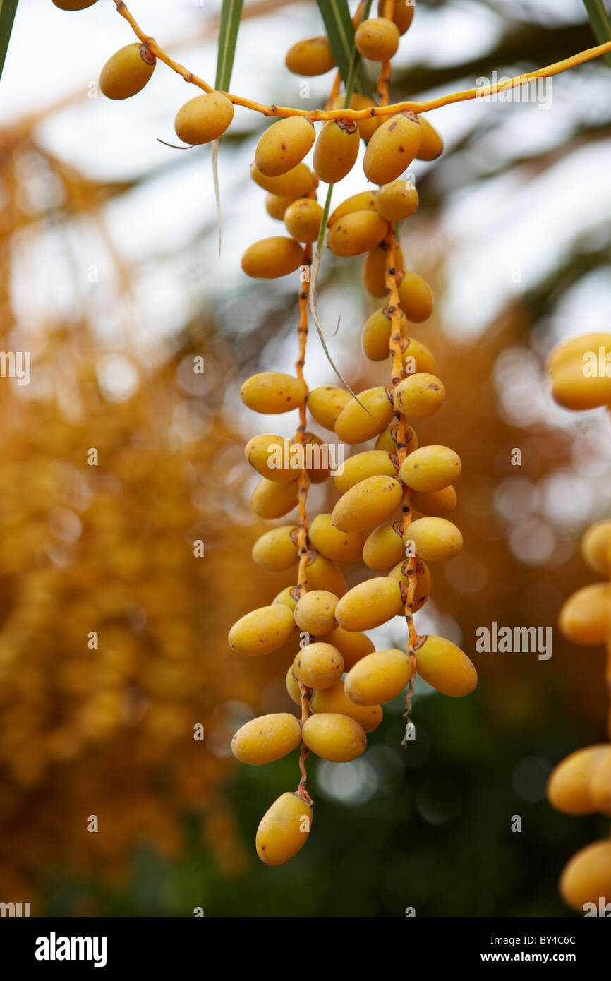 Dates Growing on Tree Stock Photo - Alamy