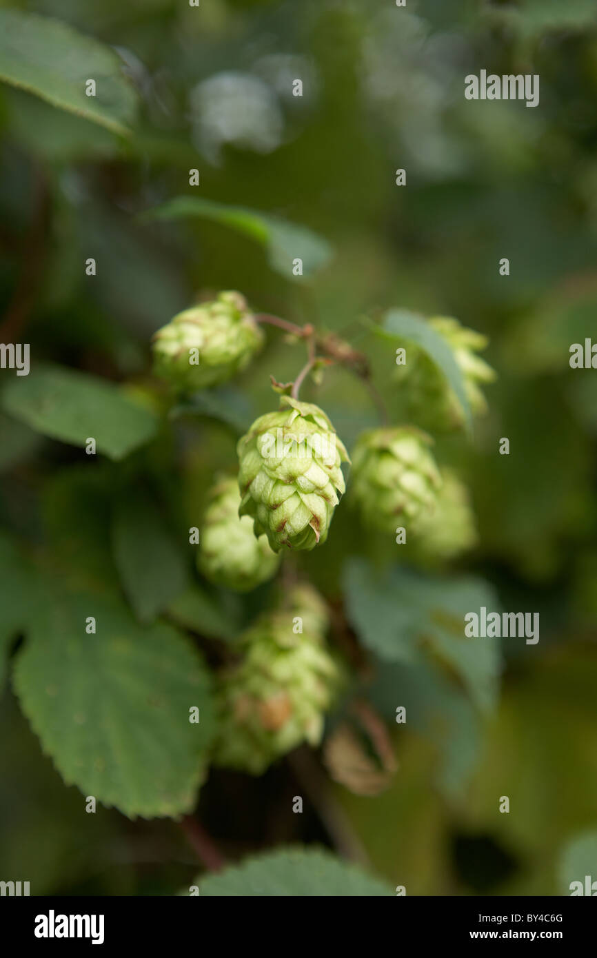 Growing hops hi-res stock photography and images - Alamy