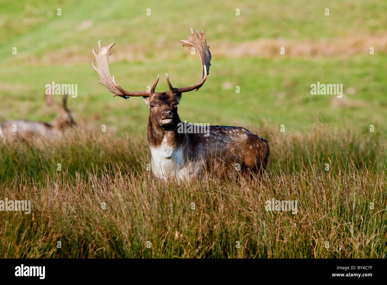 Male Fallow Stag in mid Rut Stock Photo - Alamy