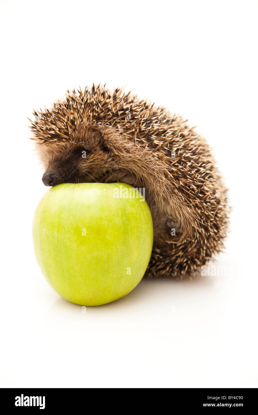 Little hedgehog and apple Stock Photo - Alamy