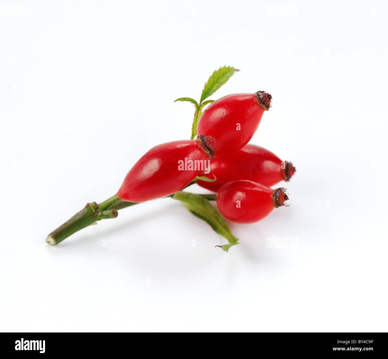 Rosehip syrup berries hi-res stock photography and images - Alamy