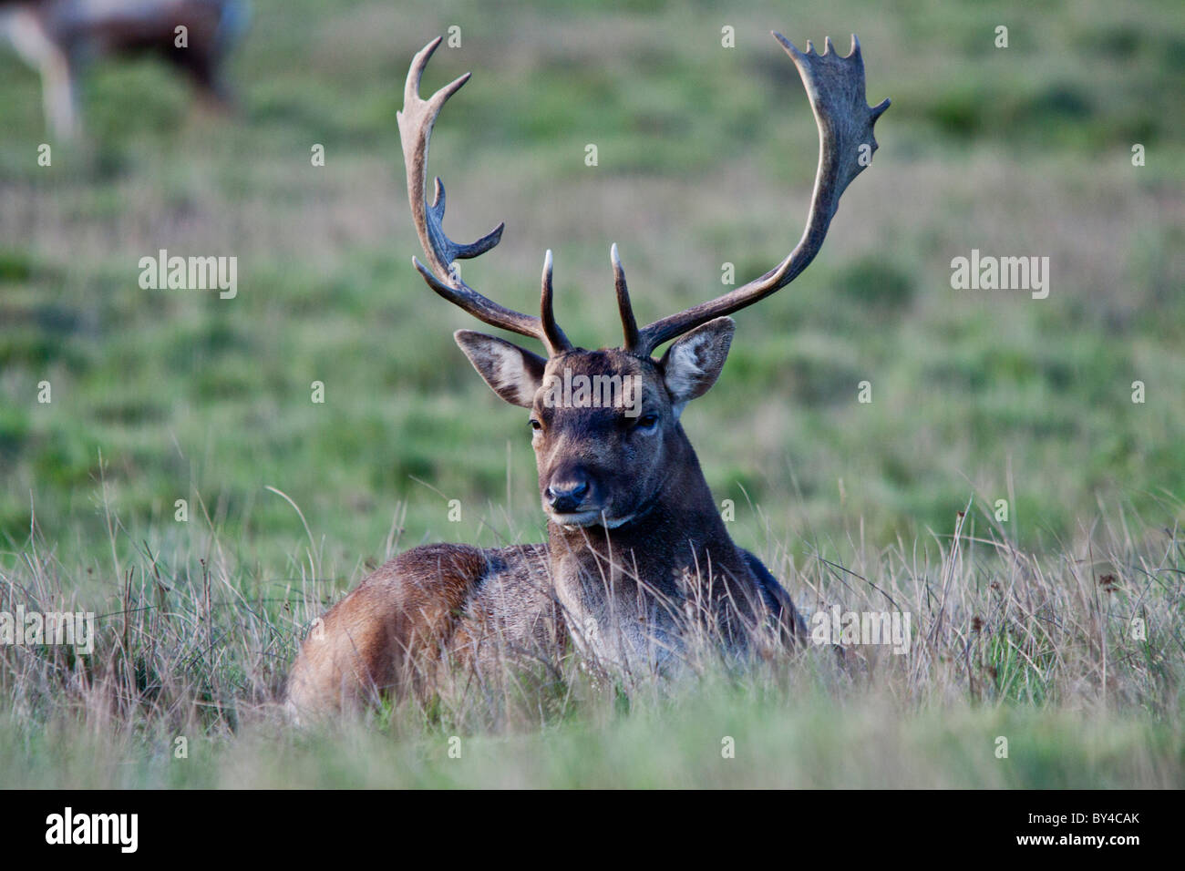 Stag rut hi-res stock photography and images - Alamy