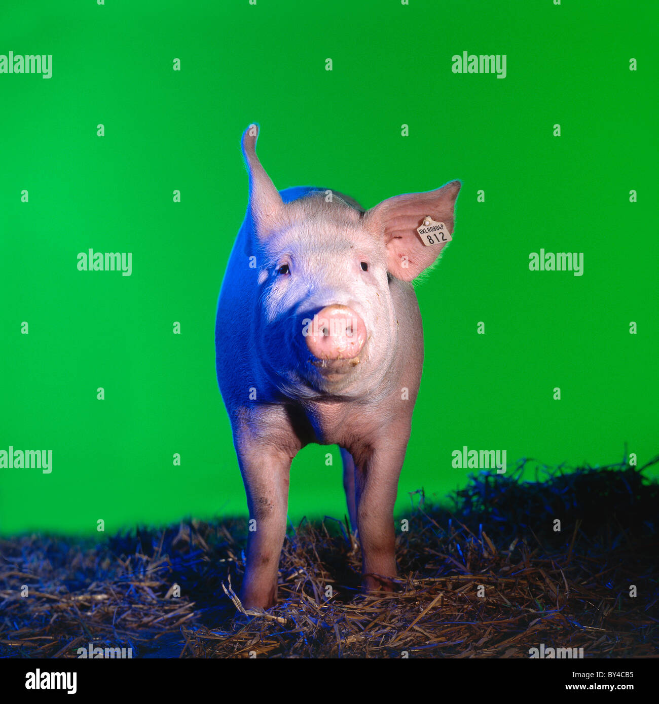 Pig / bright background Stock Photo - Alamy