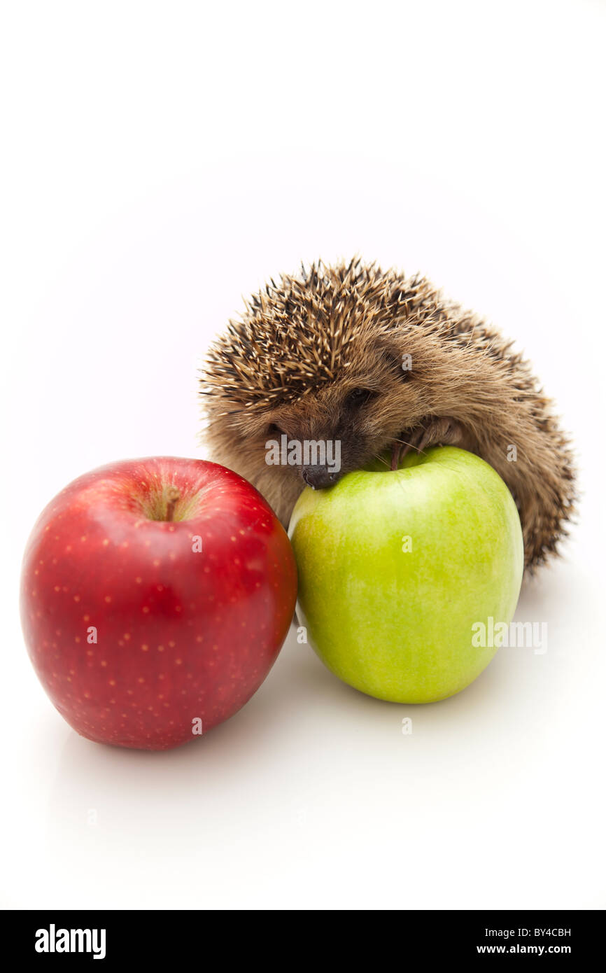 Little hedgehog and apples Stock Photo - Alamy