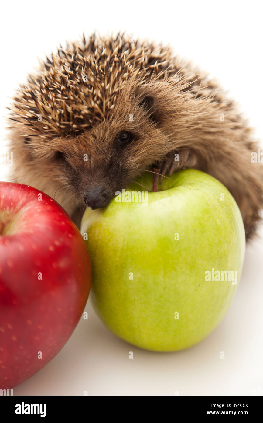 Little hedgehog and apples Stock Photo - Alamy