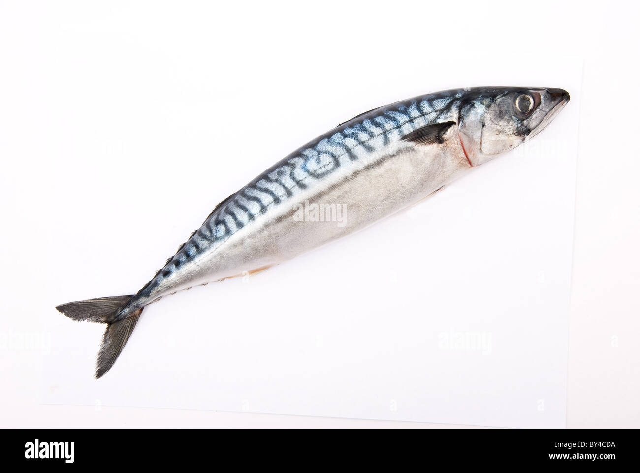 Mackerel skin isolated hi-res stock photography and images - Alamy