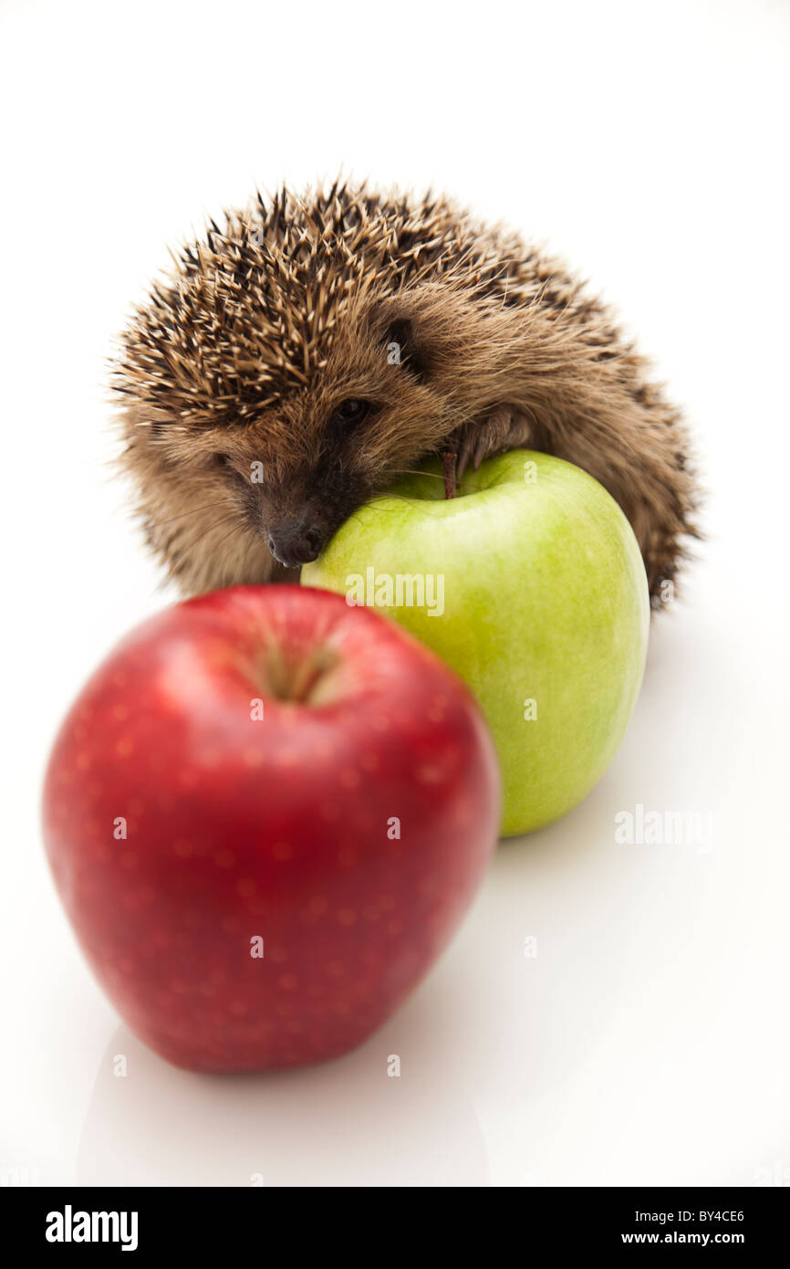 Little hedgehog and apples Stock Photo - Alamy