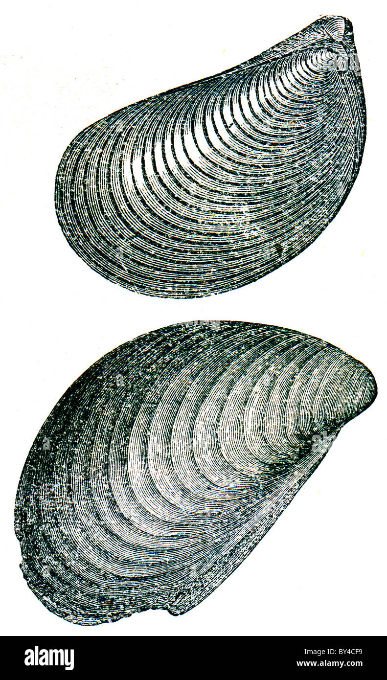 Permian shale Cut Out Stock Images & Pictures - Alamy