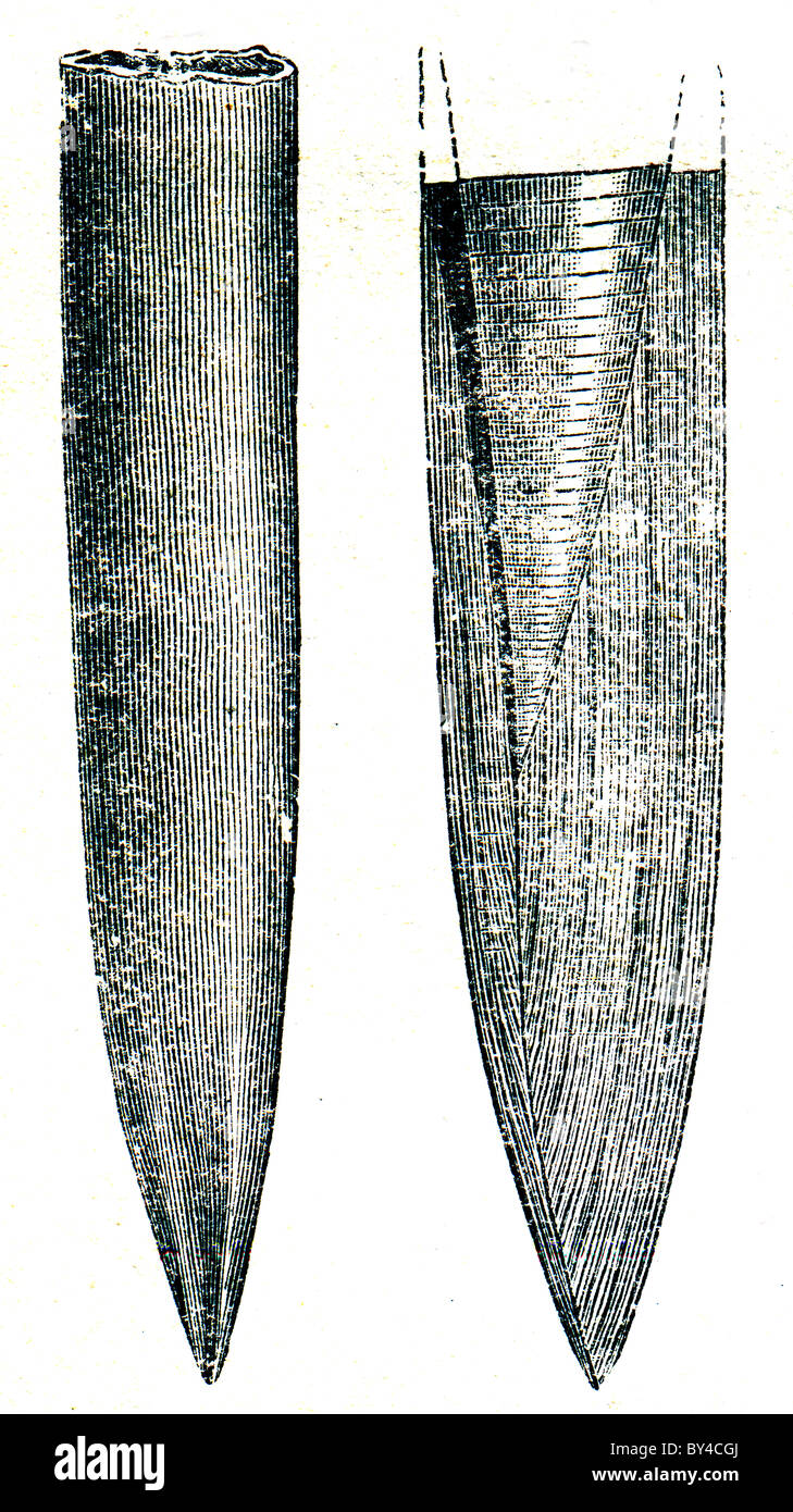 fossils Belemnites russiensis Stock Photo - Alamy