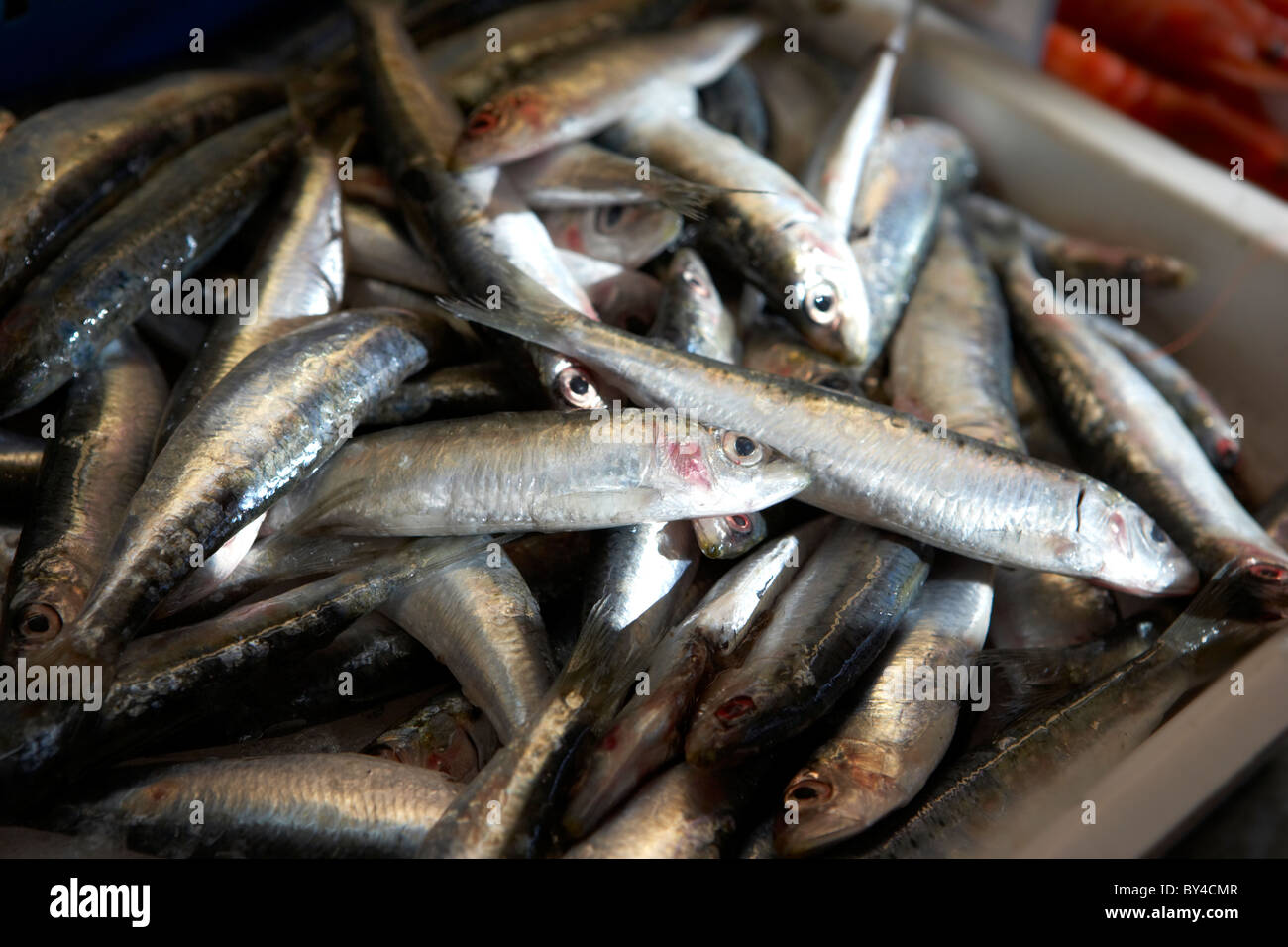 Display of sardines hi-res stock photography and images - Alamy