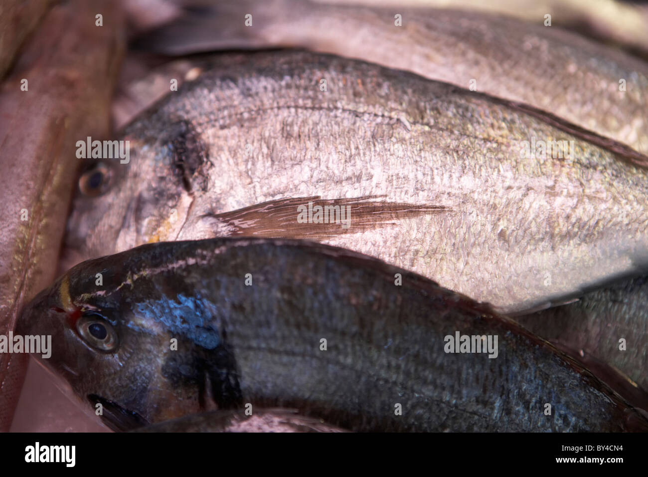 Black bream hi-res stock photography and images - Alamy