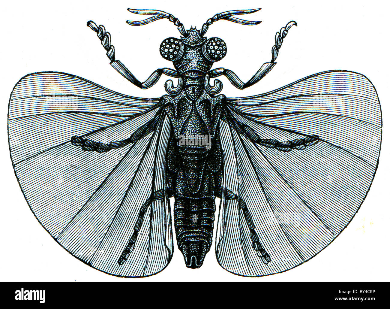 Xenos hi-res stock photography and images - Alamy