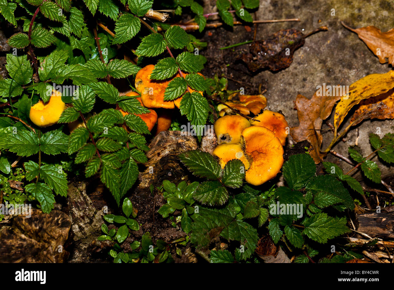 sulphur tuft sulfur Hypholoma fasciculare Stock Photo - Alamy