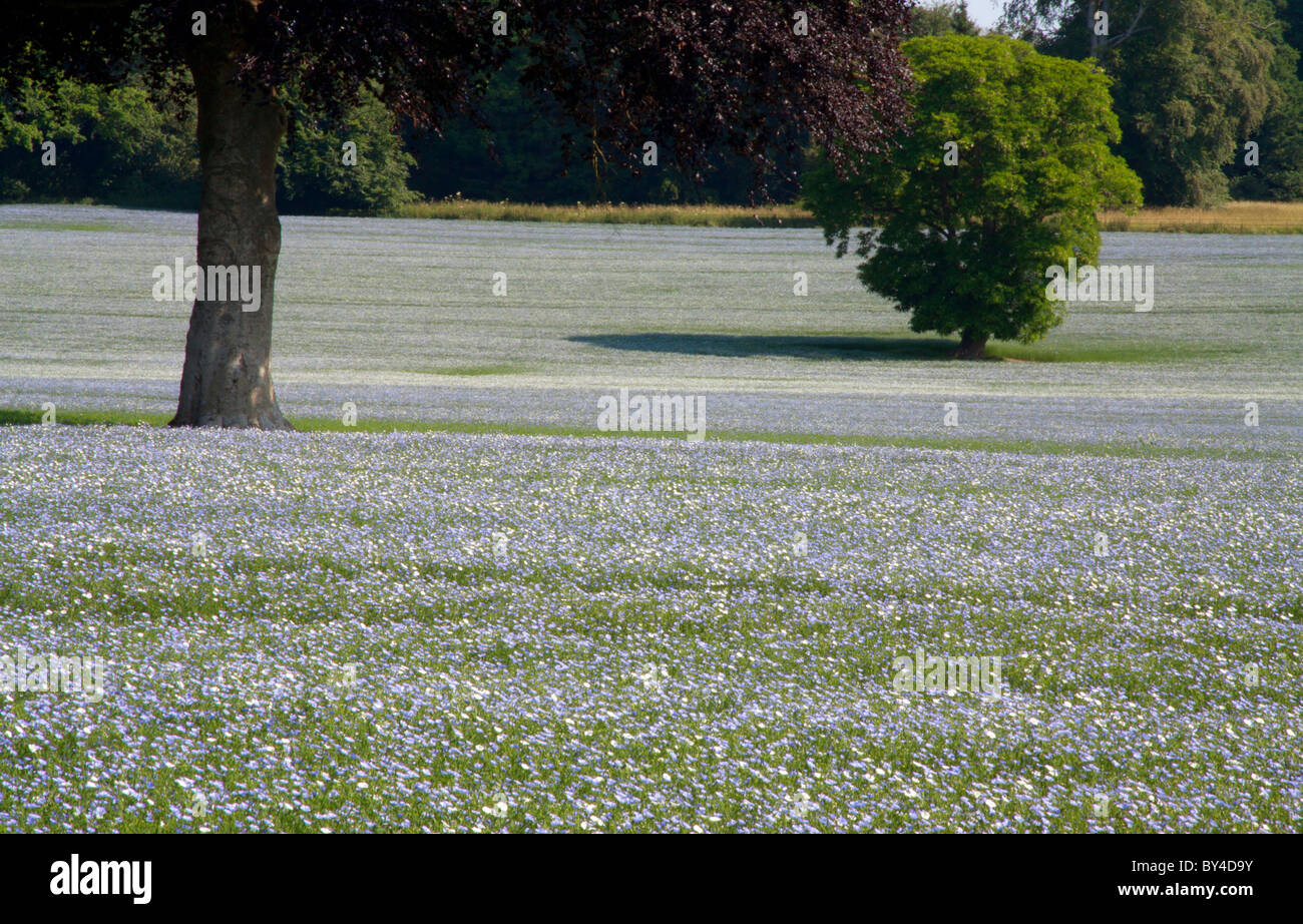 Linseed crop hi-res stock photography and images - Alamy