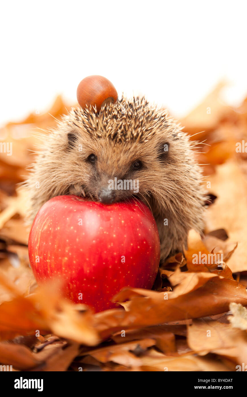 Little hedgehog and apple Stock Photo - Alamy