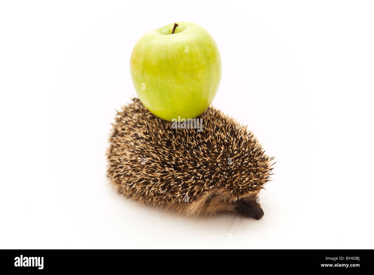 Little hedgehog and apple Stock Photo - Alamy