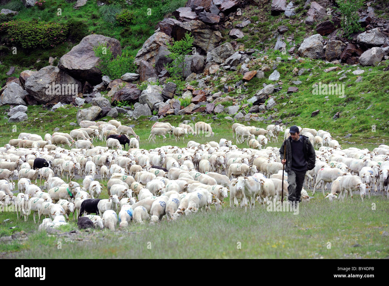 Transhumance in the Pyrenees Stock Photo - Alamy