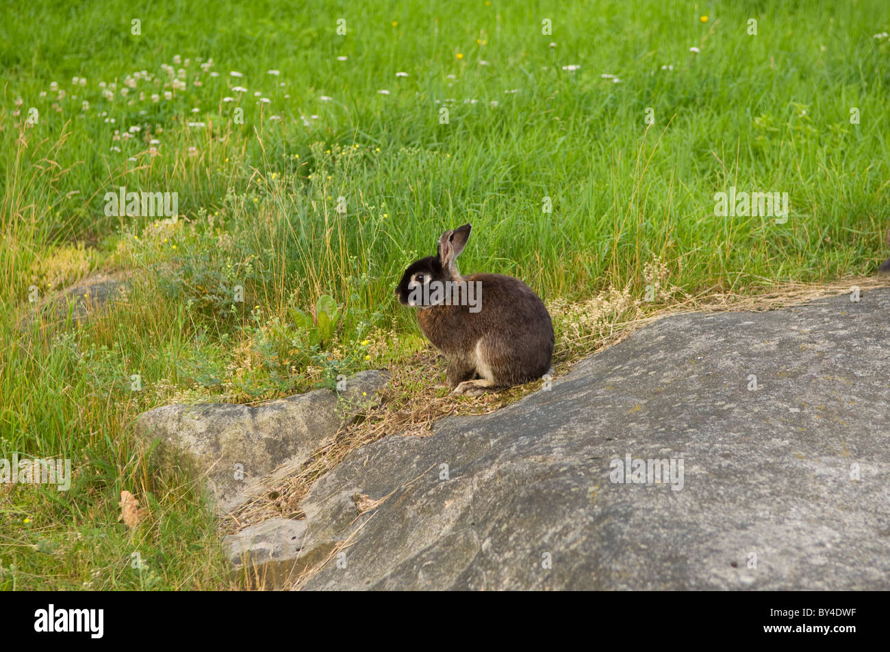 Wild rabbit, Sweden Stock Photo - Alamy