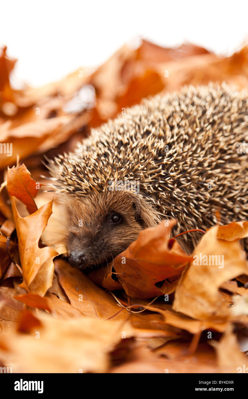 Hedgehog sitting on leaves Stock Photo - Alamy