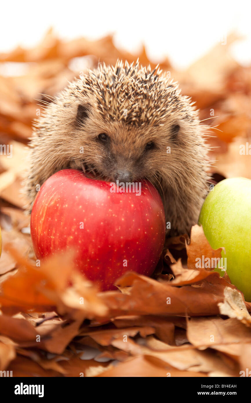 Hedgehogs have changed little over the last 15 million years Stock ...